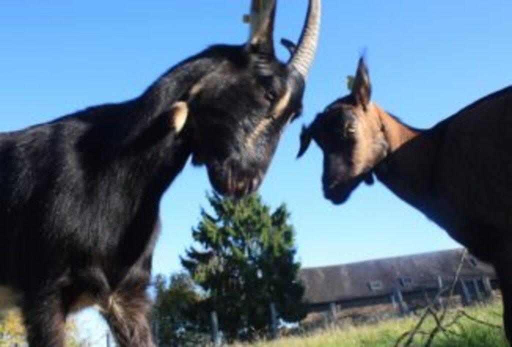 Introducing New Goats: How to Minimize Stress - Goat Journal